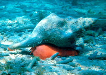 蛾螺总科 Buccinacea 蓝色动物学（中国动物学科普）